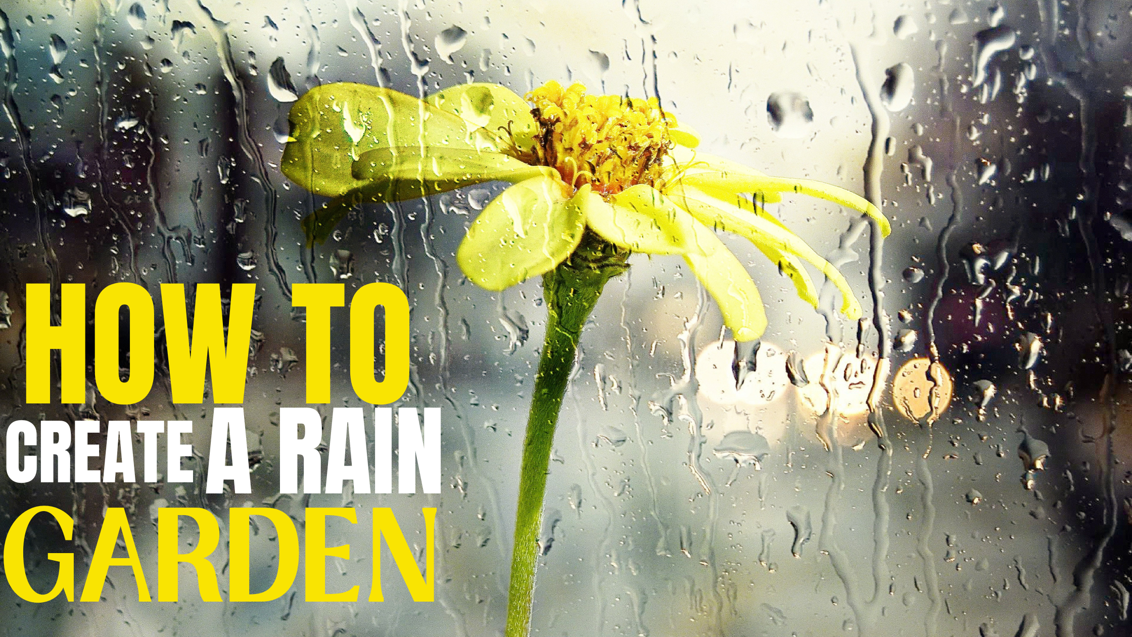 How to Create A Rain Garden! – Cedar Planters UK