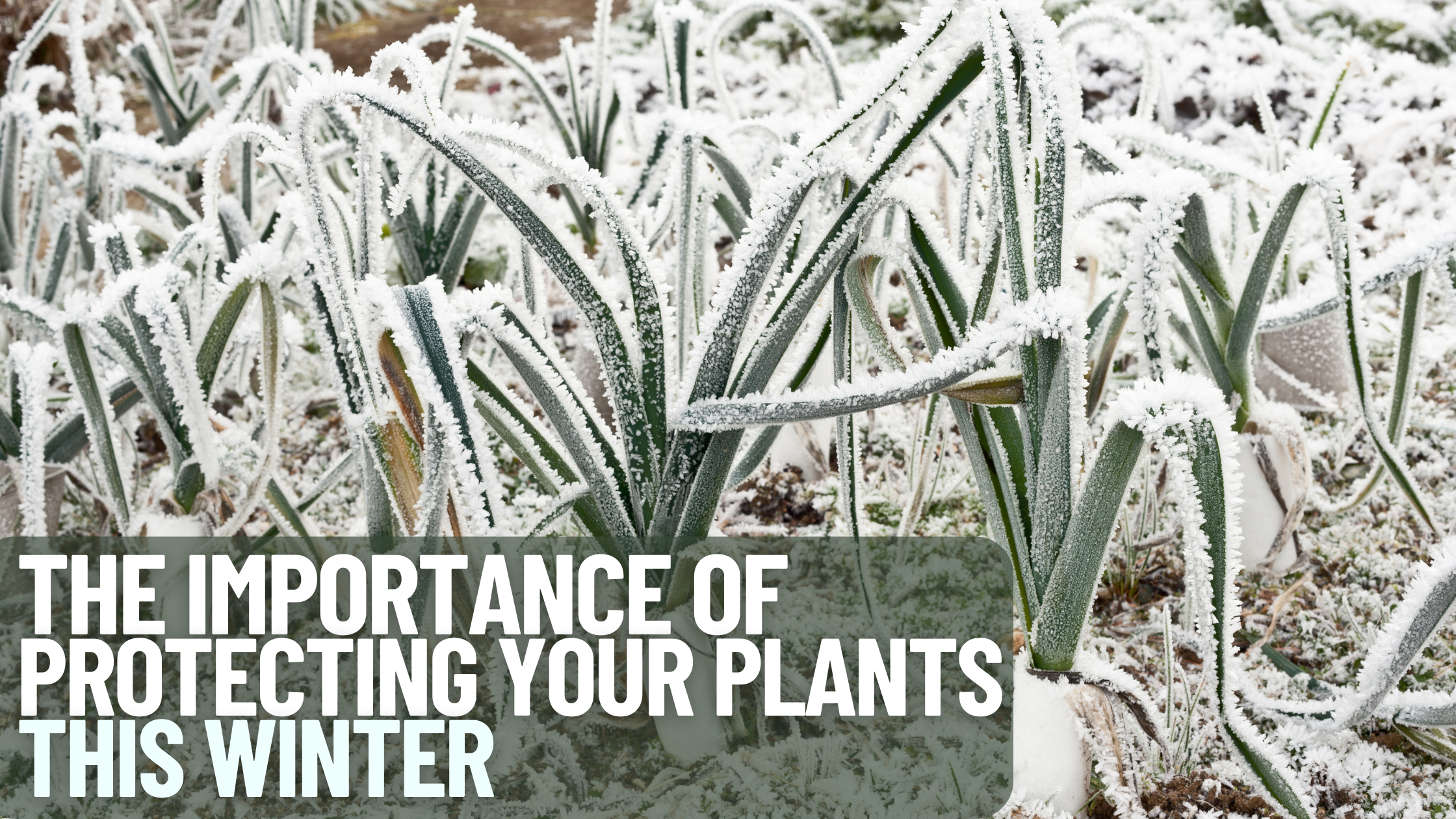 The Importance Of Protecting Your Plants From Frost – Cedar Planters UK