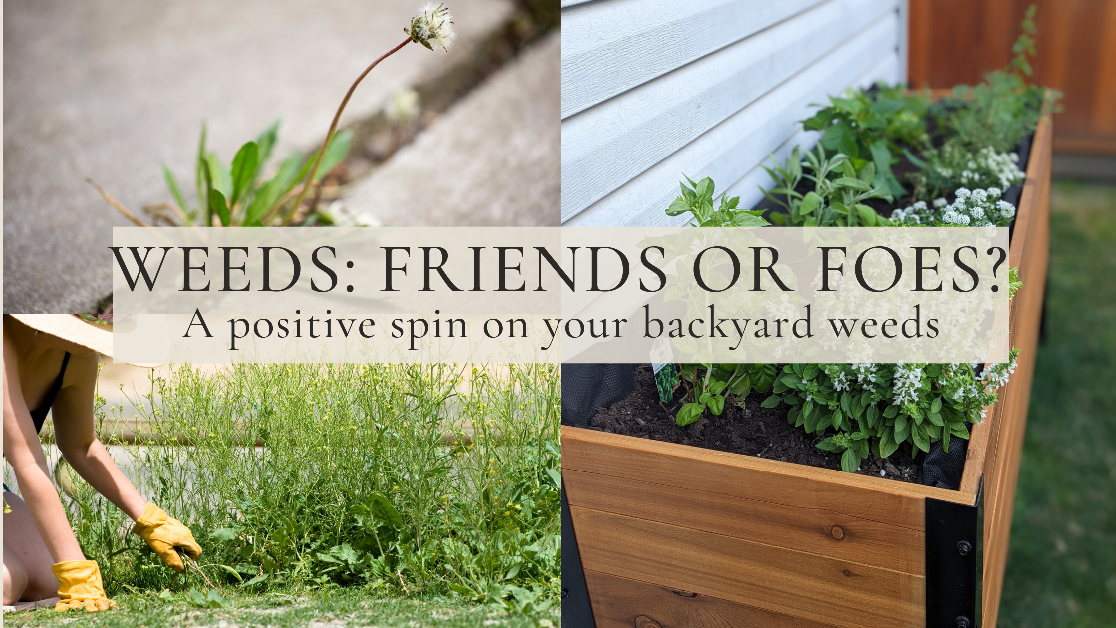 Weeds: Friends or Foes? – Cedar Planters UK