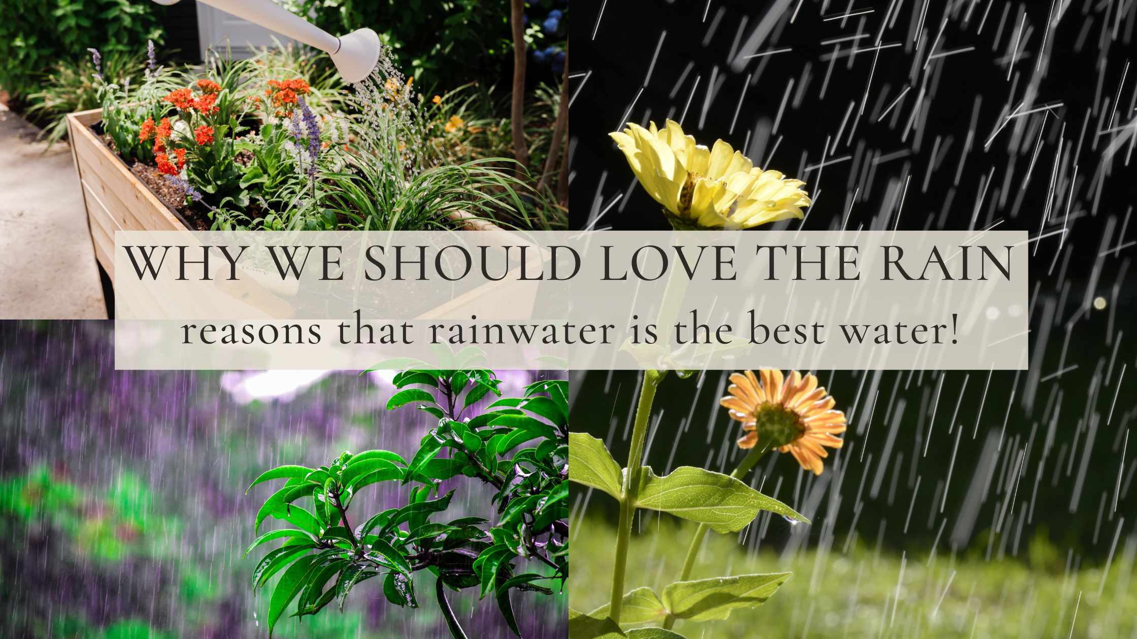 Why We Should Love The Rain – Cedar Planters UK